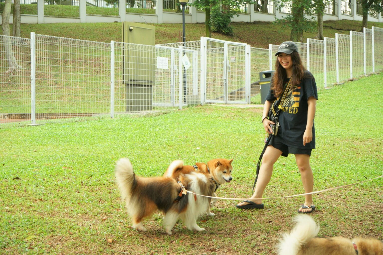 17 Best Free Dog Runs & Parks In Singapore For Doggo Playdates