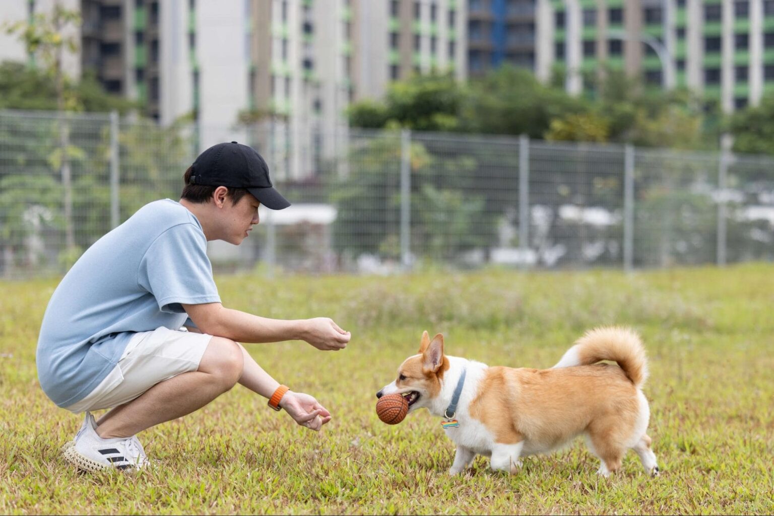 17 Best Free Dog Runs & Parks In Singapore For Doggo Playdates
