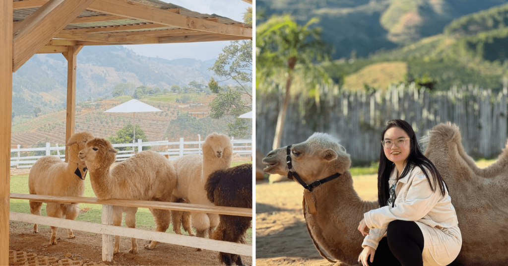 Mongo Land In Da Lat, Vietnam Has A Rainbow Slide & Petting Zoo
