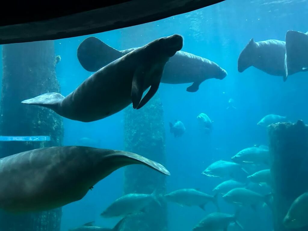 River Wonders at Mandai Wildlife Reserve (2025 Guide)