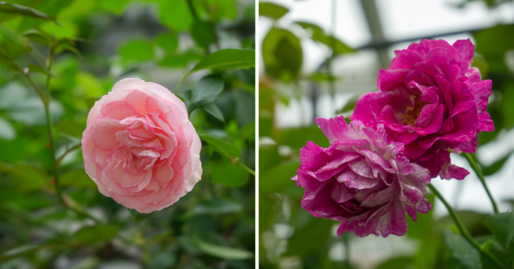 Gardens By The Bay's Rose Romance Returns This June