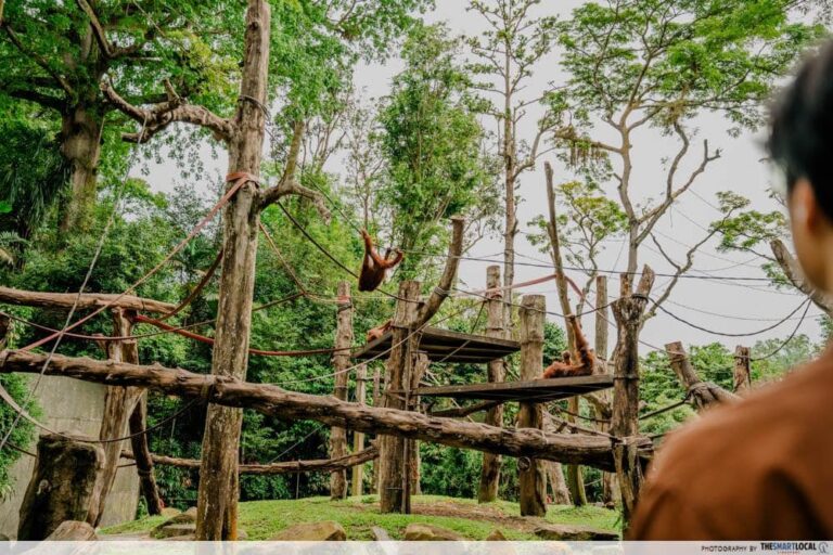 Colugo Camp At Mandai Wildlife Reserve