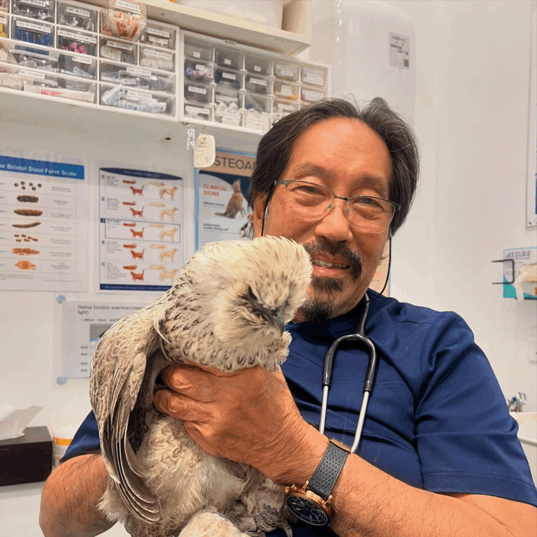 24-Hour Vets In Singapore To Visit For Pet Emergencies