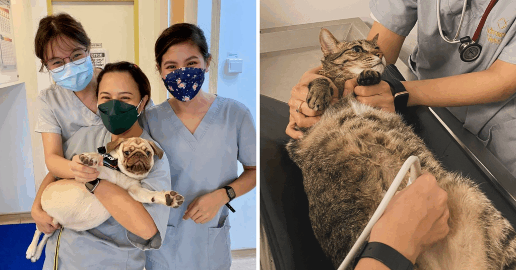 24-Hour Vets In Singapore To Visit For Pet Emergencies