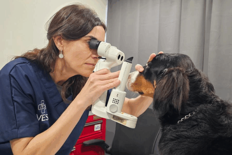 24-Hour Vets In Singapore To Visit For Pet Emergencies
