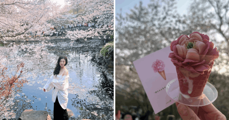 8 Places To View Cherry Blossoms In Shanghai